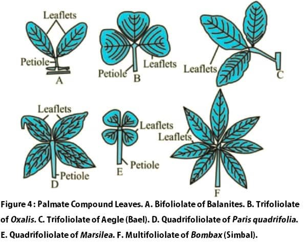 Pinnately Compound Leaf Diagram