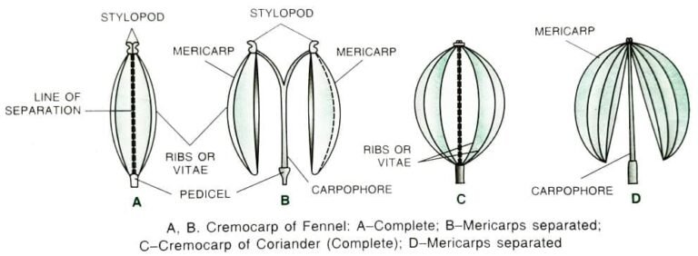 Different Types Of Fruits In Biology & Its Importance