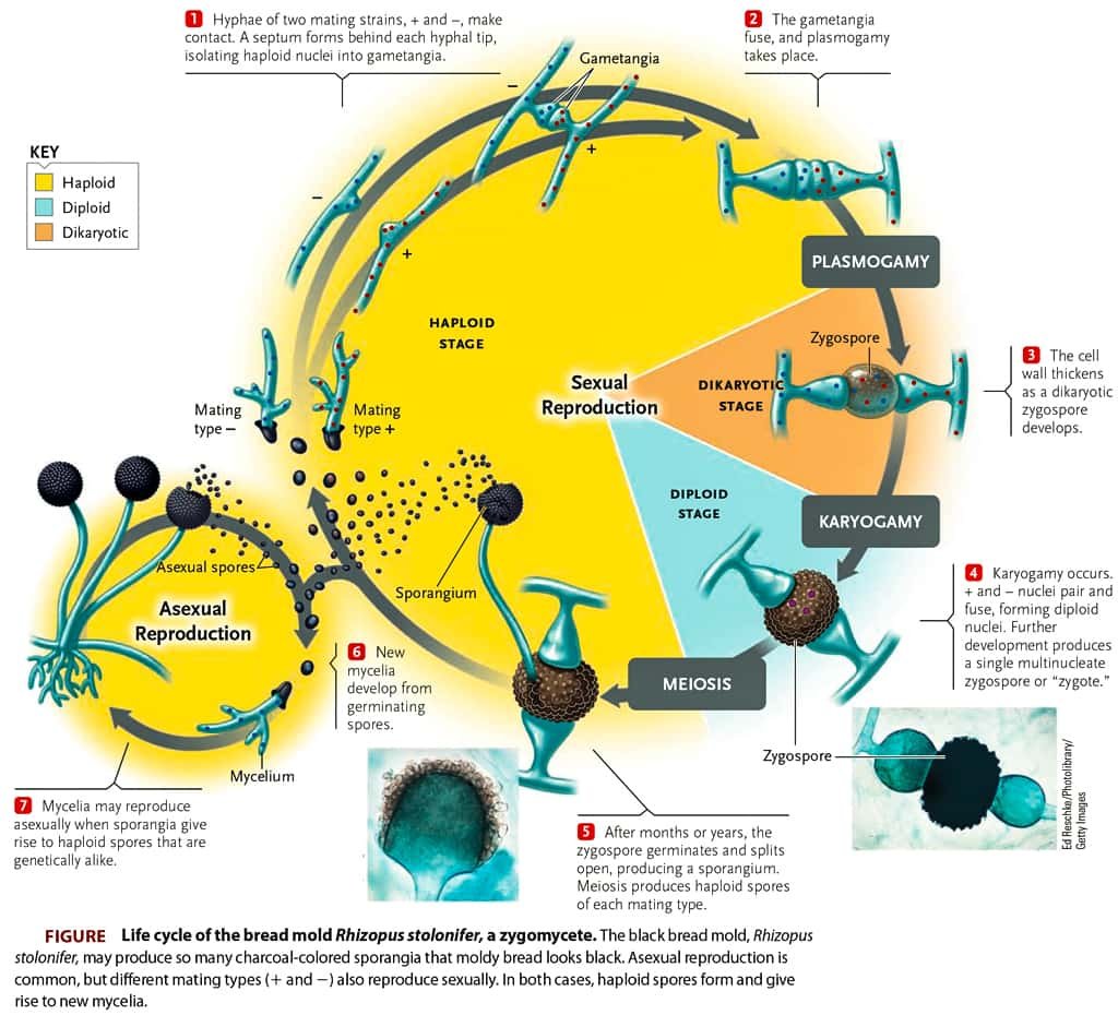 Life Cycle Of Bread Mold Neurospora Crassa