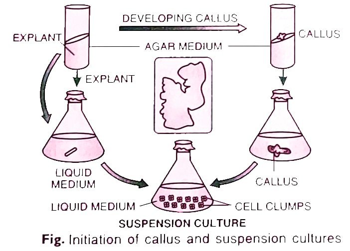 Plant Tissue Culture Explant plant-tissue-culture-explant